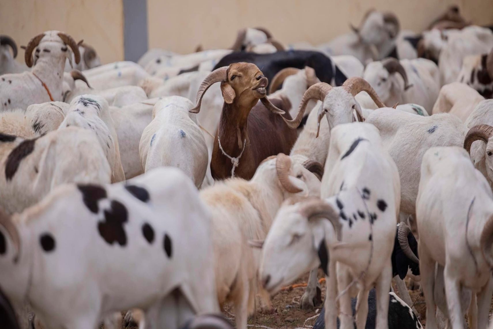 Tabaski 2025 au Mali : Les prix varient de 150 000 à 100 000 FCFA ...